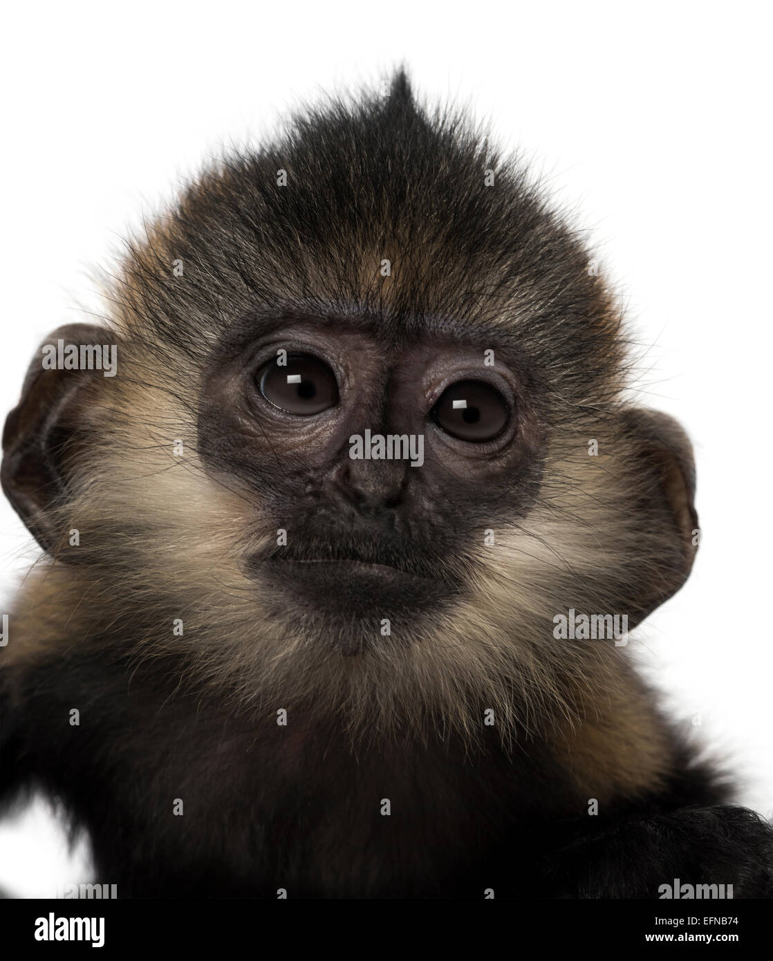 Close-up of a baby Francois Langur (4 months) Trachypithecus francoisi ...
