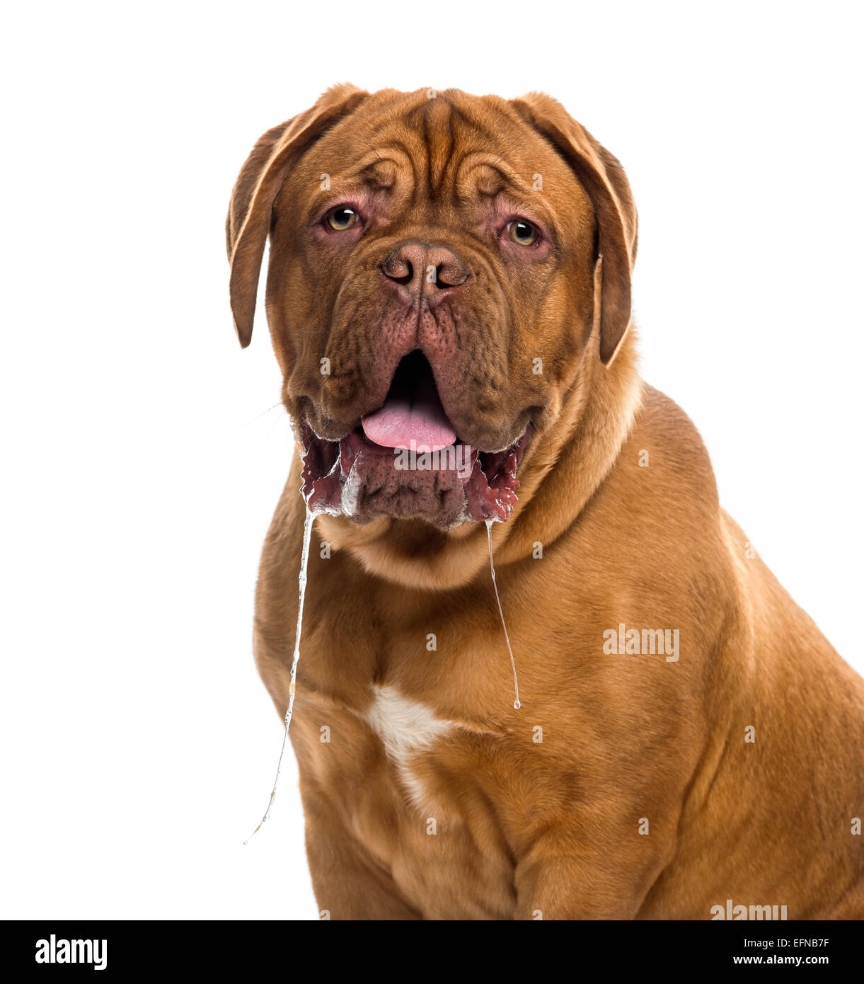 Drooling dog hi-res stock photography and images - Alamy