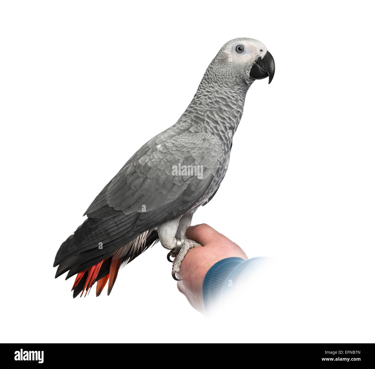 Albino African Grey Parrot