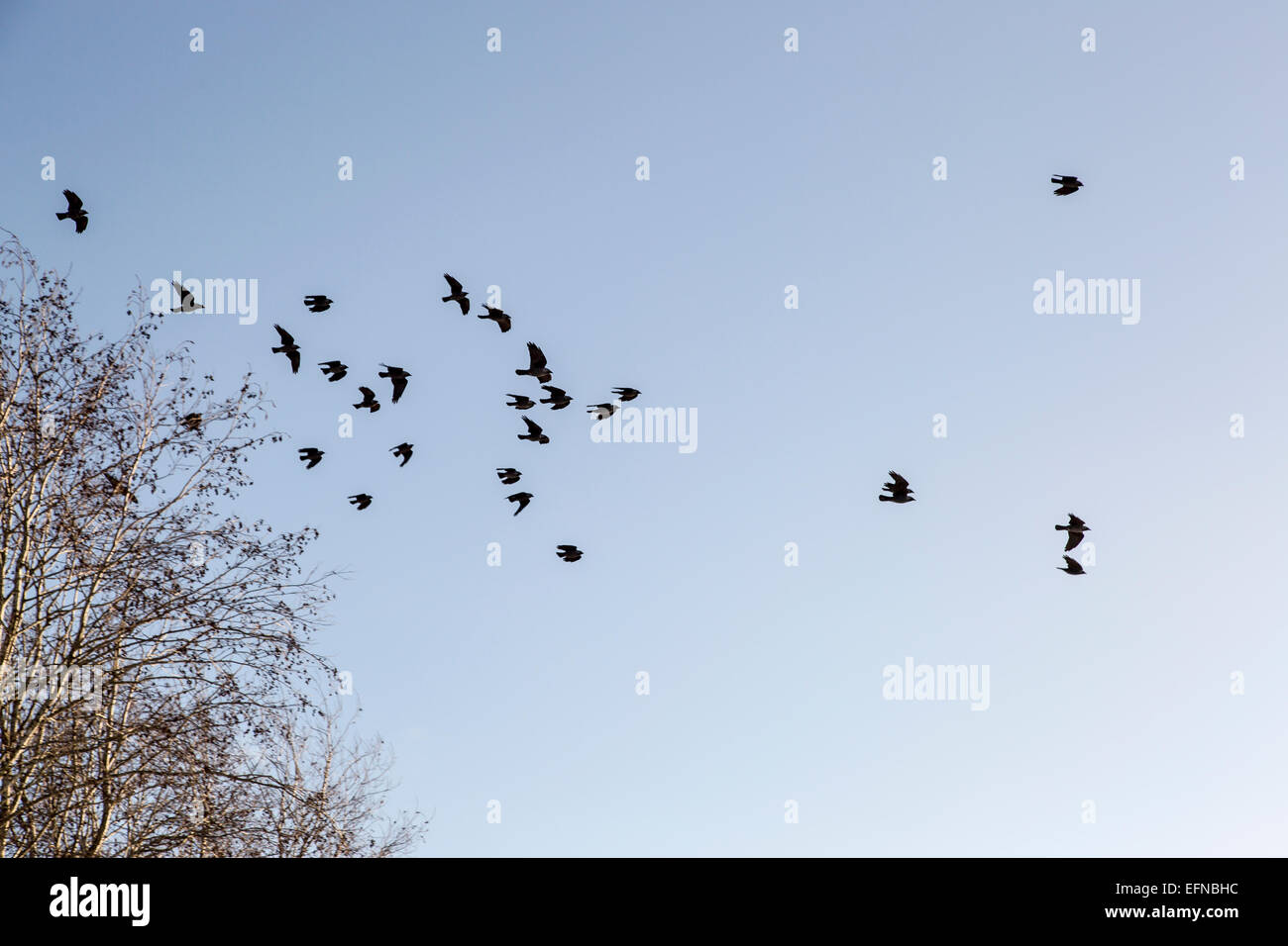 Leaving tree hi-res stock photography and images - Alamy