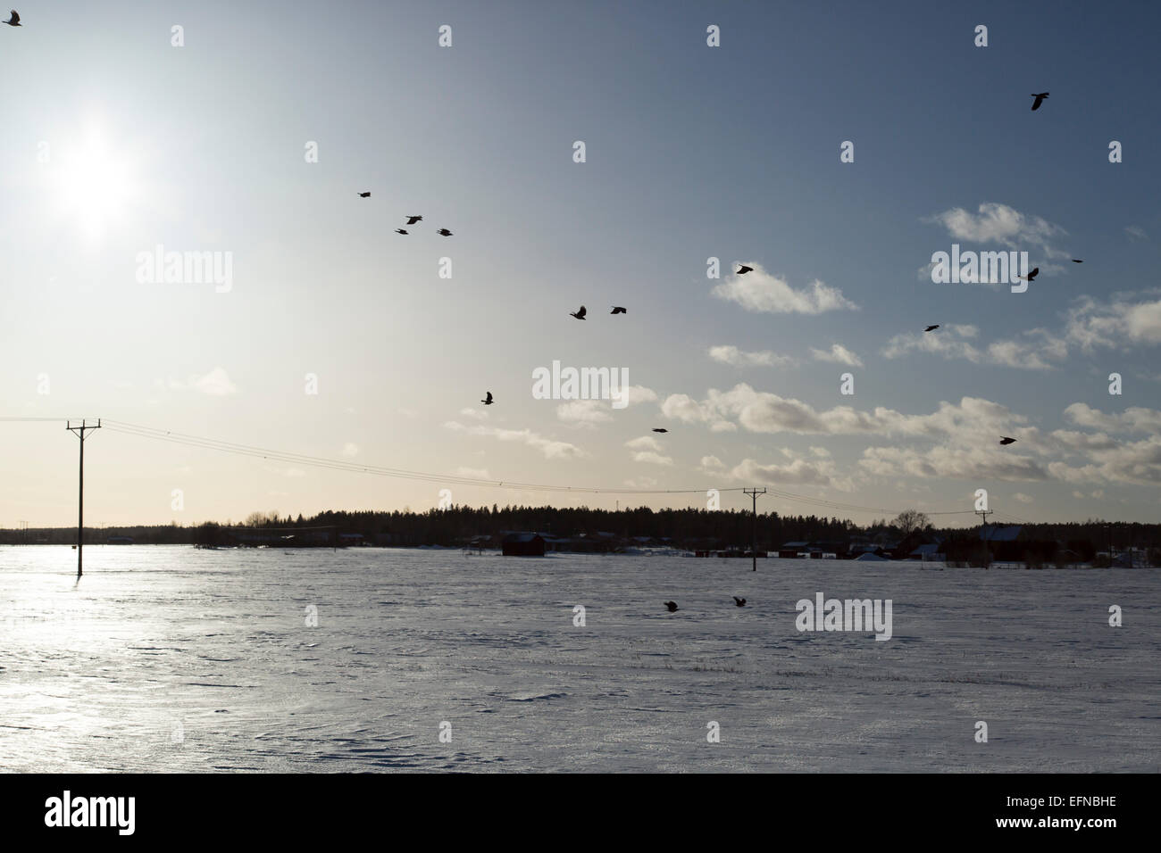 Birds Flying over Winter Field Stock Photo - Alamy