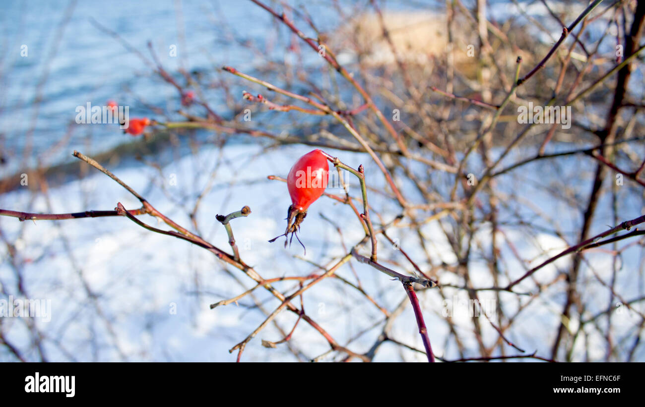 Details in a winter day Stock Photo - Alamy