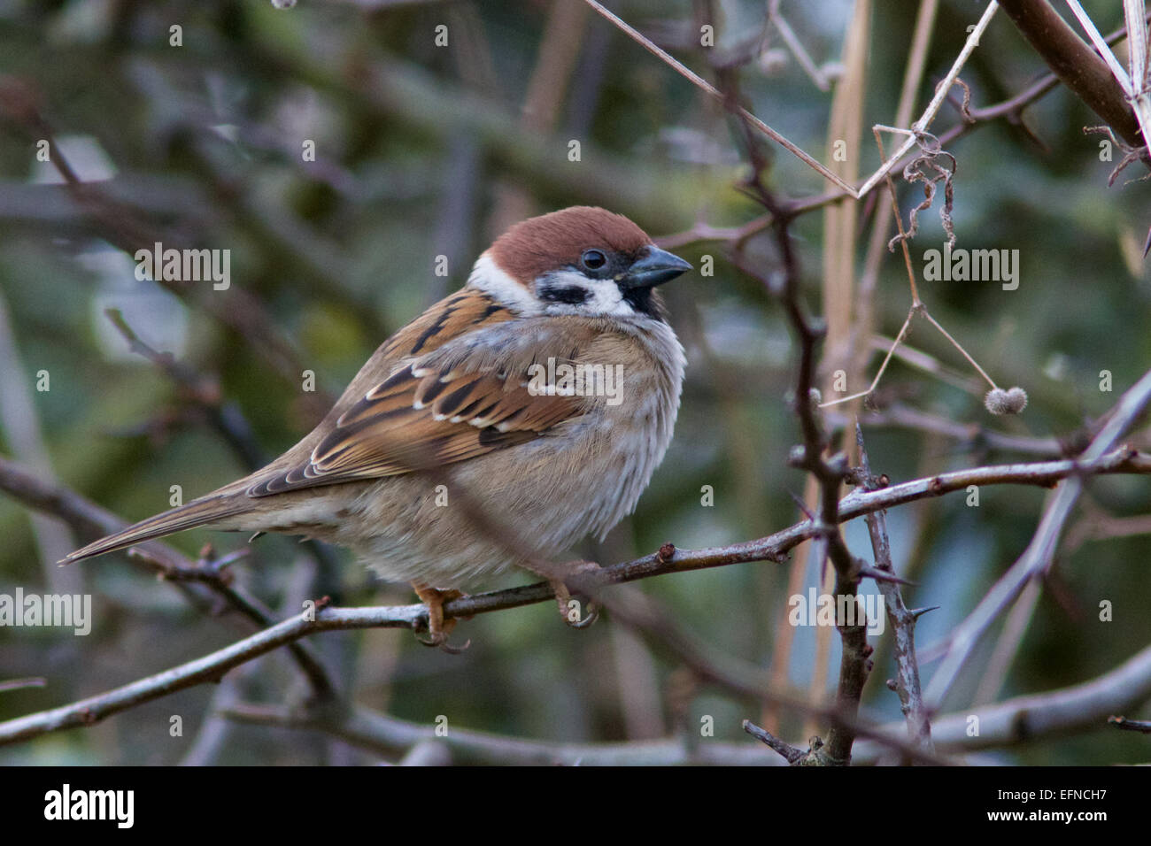 A Tree Sparrow perched in a tree Stock Photo - Alamy