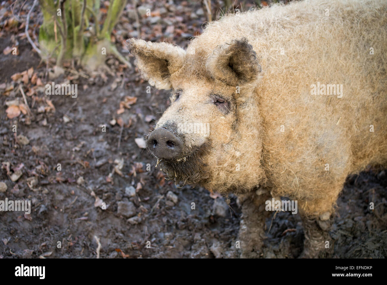 Mangalitsa pig, domestic pig, Hungary Stock Photo - Alamy
