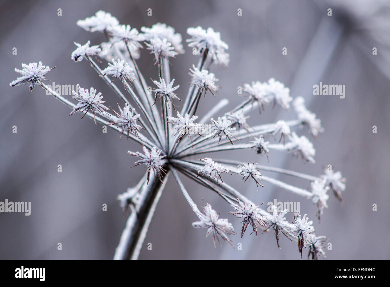 Frozen seed hi-res stock photography and images - Alamy