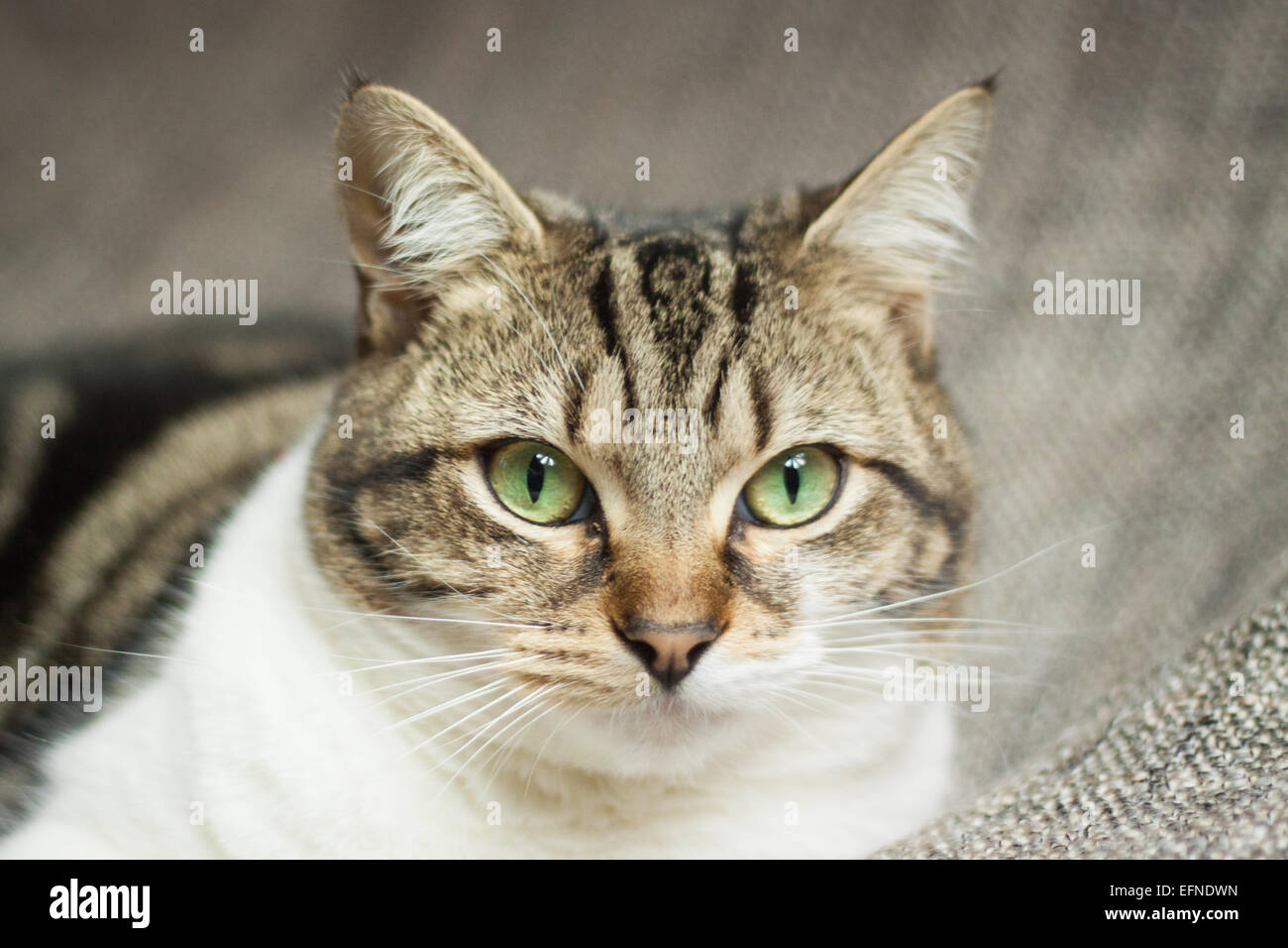Tabbby cat hi-res stock photography and images - Alamy