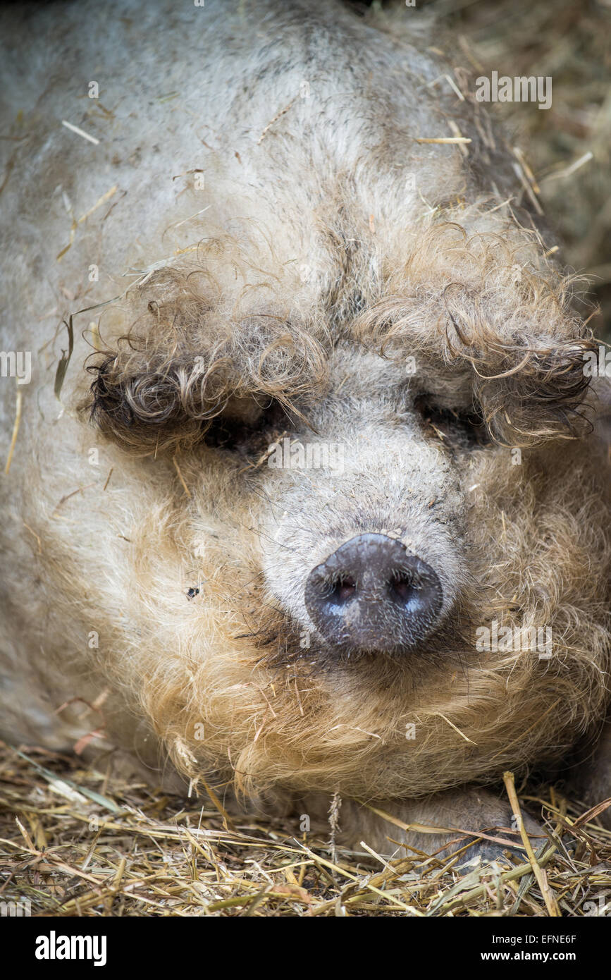 Mangalitsa pig, domestic pig, Hungary Stock Photo - Alamy