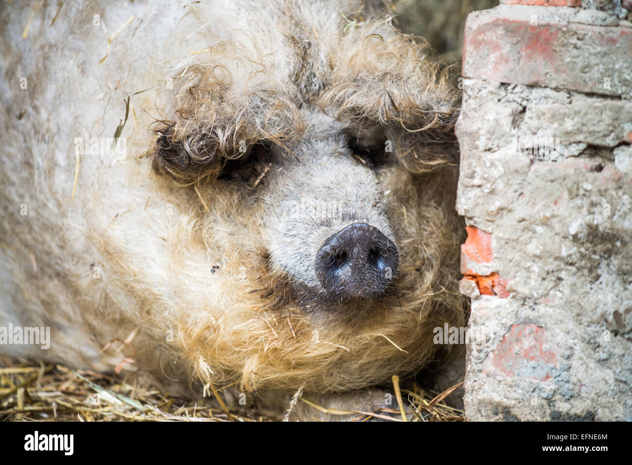 Mangalitsa pig, domestic pig, Hungary Stock Photo - Alamy