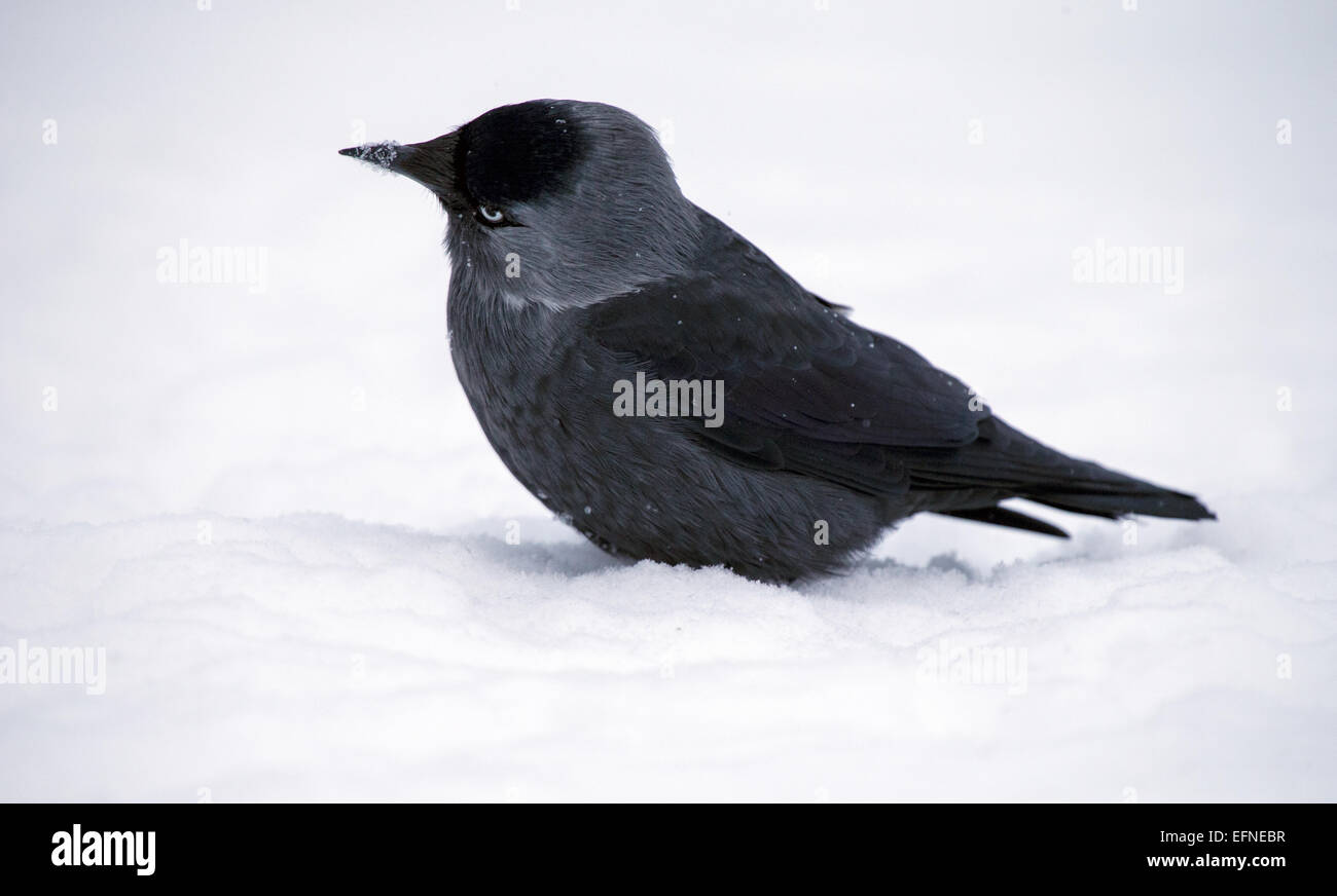 Seemingly curious hi-res stock photography and images - Alamy