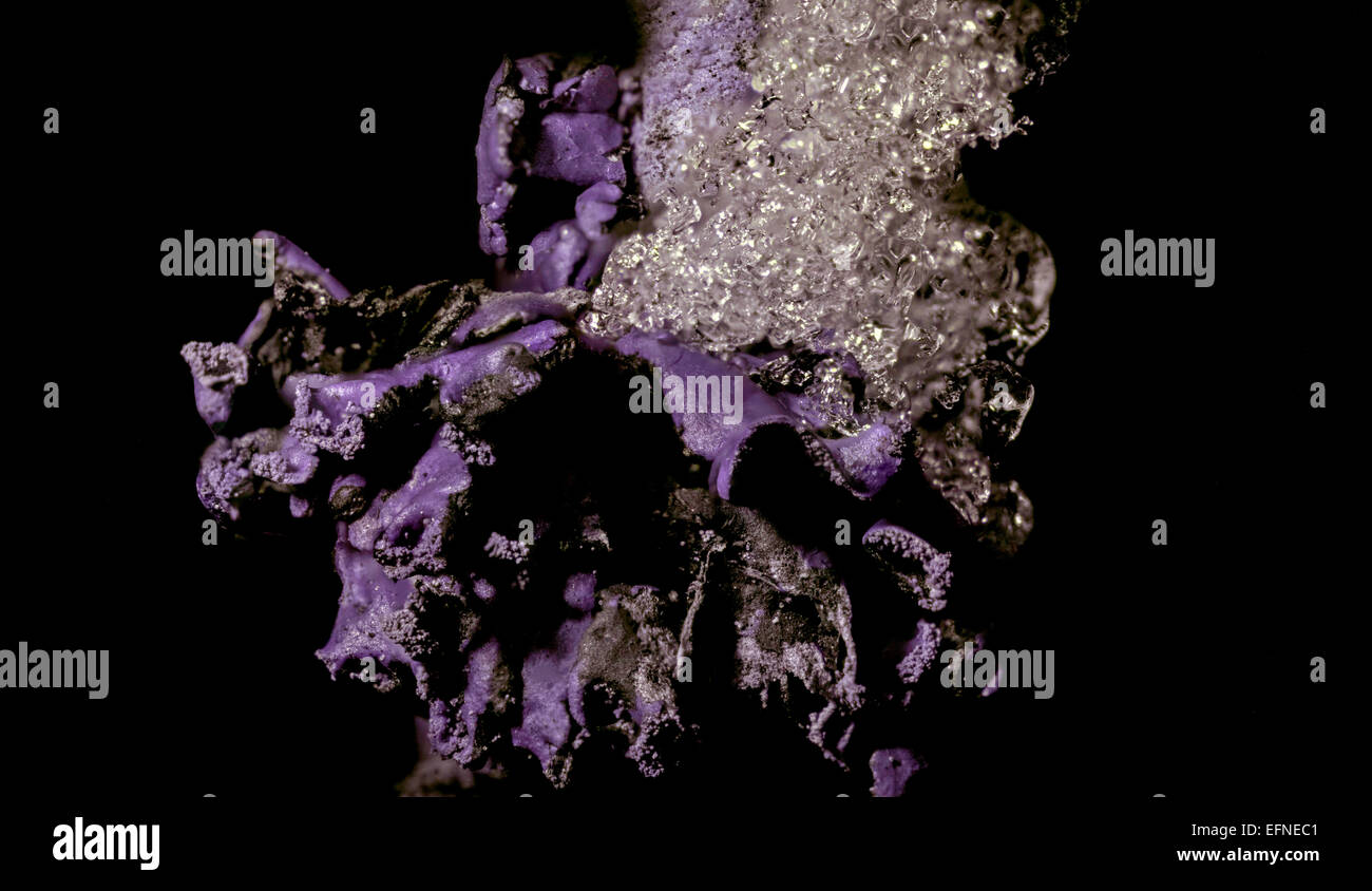 Lichen with snow in ultraviolet Stock Photo - Alamy