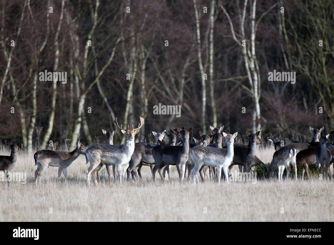 Male fallow deer with herd Stock Photo - Alamy