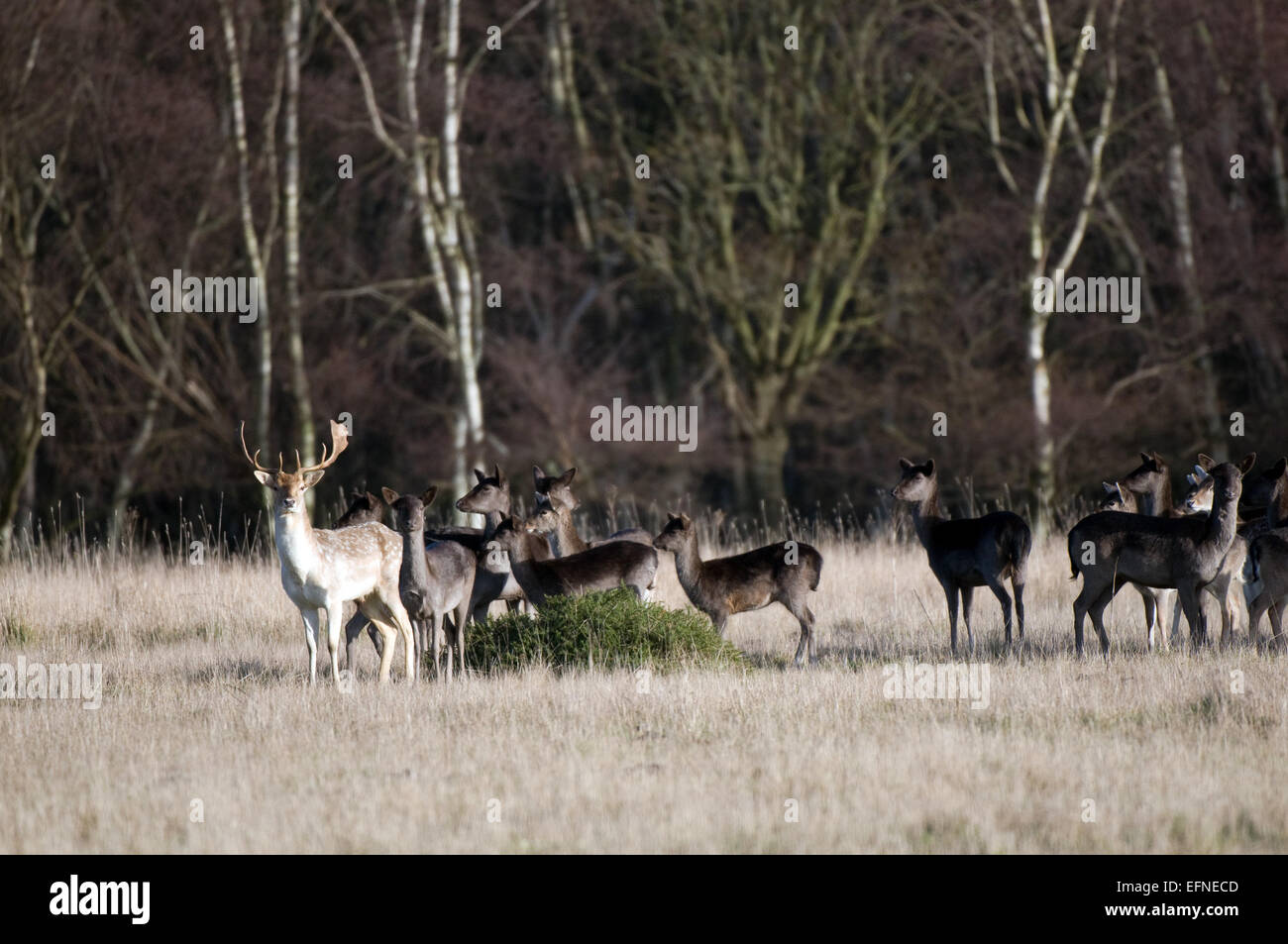 Menil fallow deer hi-res stock photography and images - Alamy