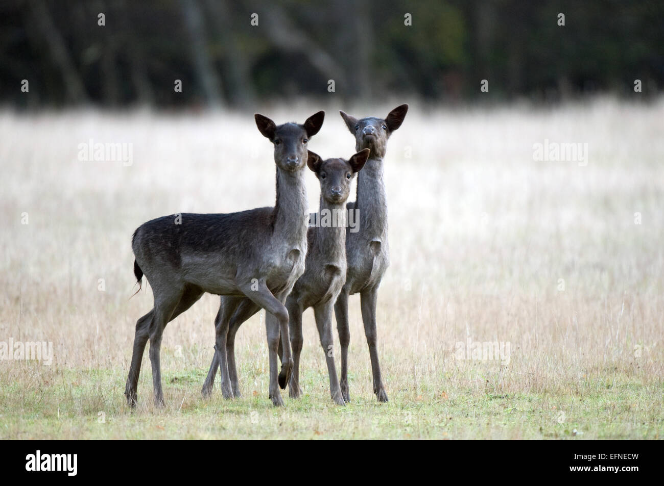 Female Fallow deer on meadow Stock Photo - Alamy
