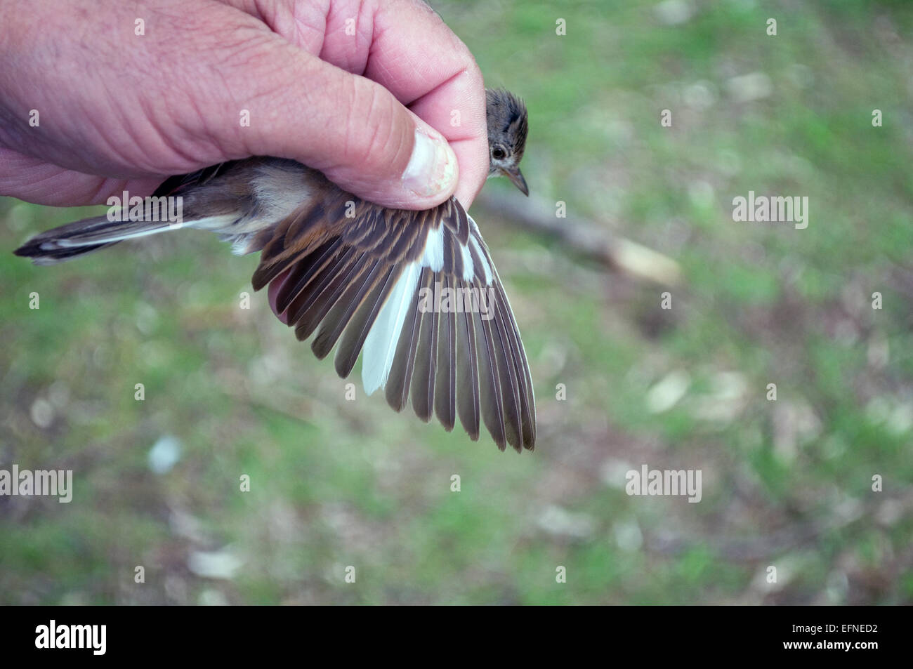 Ringing scheme hi-res stock photography and images - Alamy