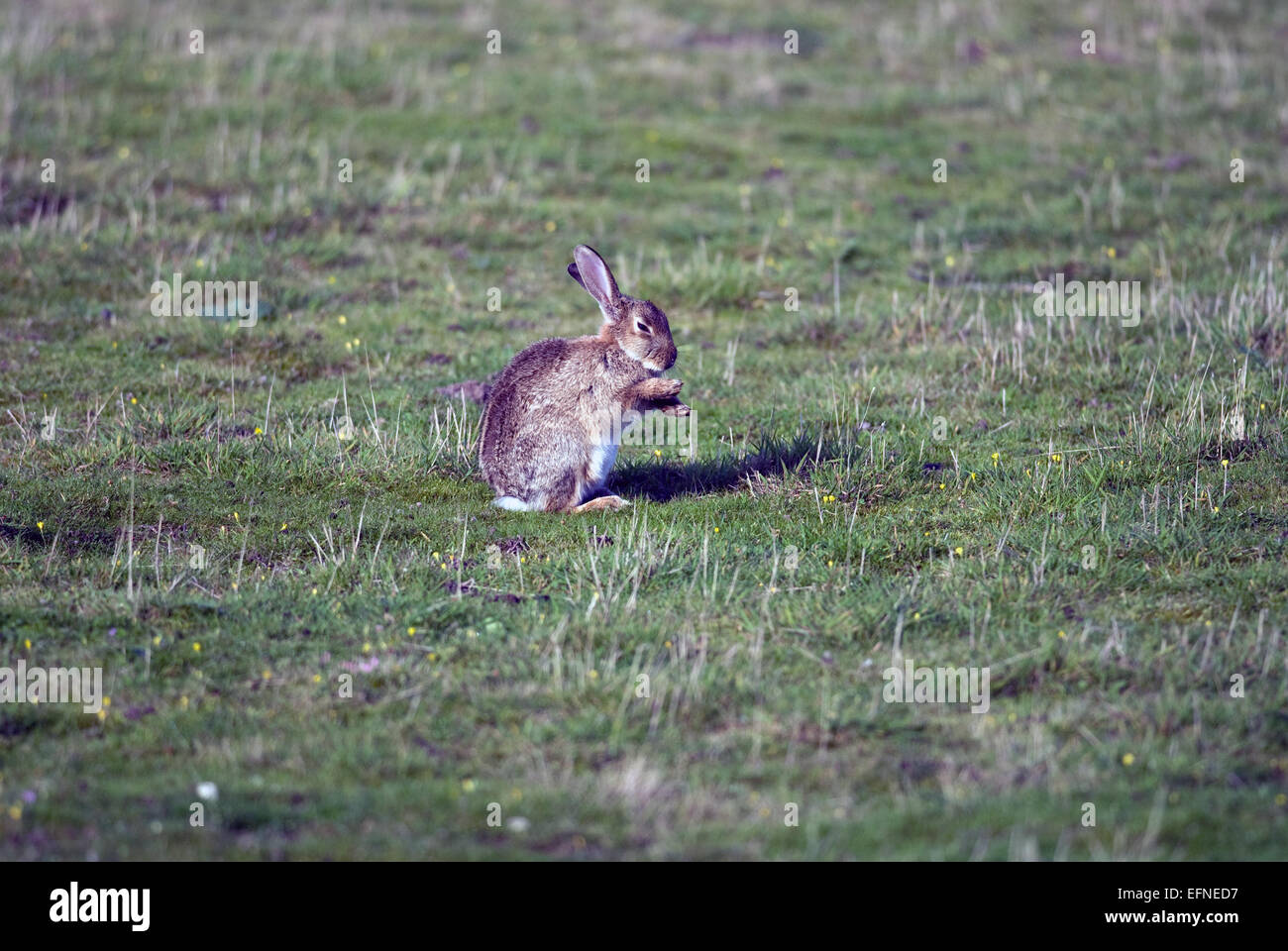 Rabbit grooming hi-res stock photography and images - Alamy