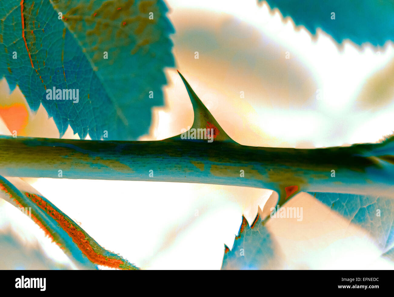 Infrared rose hi-res stock photography and images - Alamy