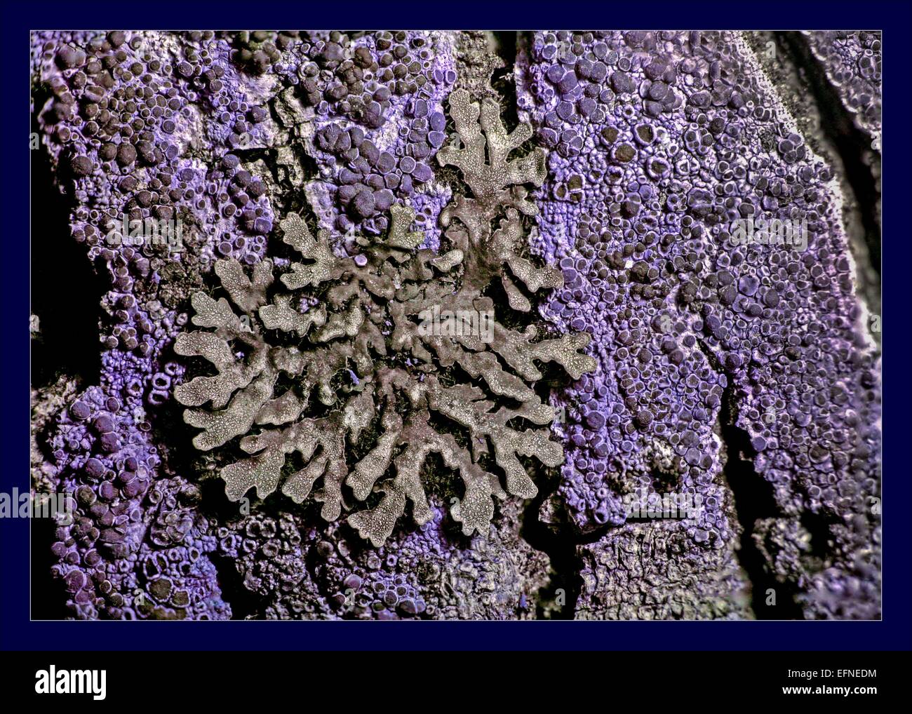 Lichen in ultraviolet with a purple frame Stock Photo - Alamy