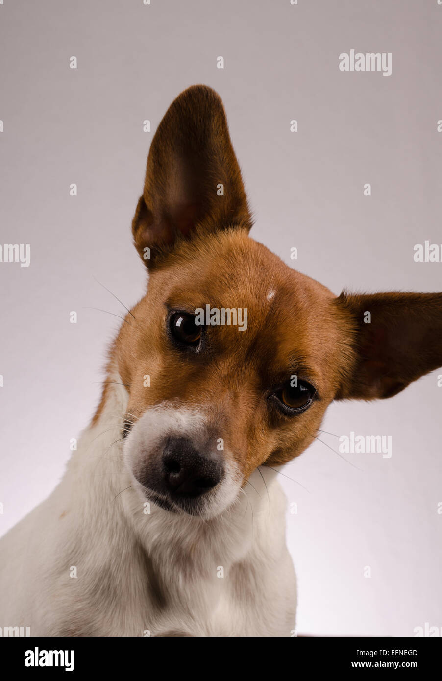 Portrait of a Jack Russell Terrier Stock Photo - Alamy