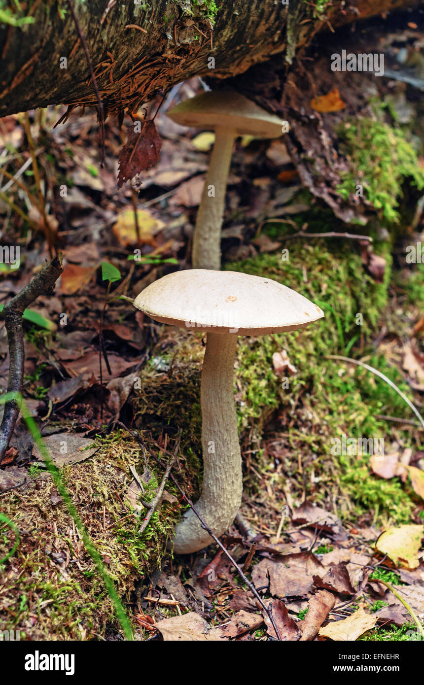 Ash tree bolete hi-res stock photography and images - Alamy