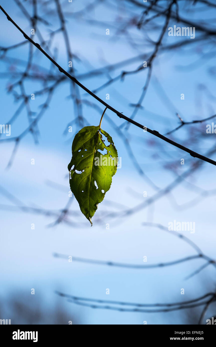 Last leaf on tree Stock Photo - Alamy