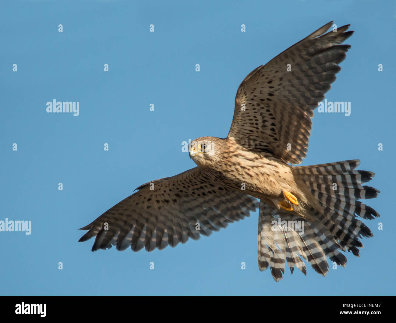 kestrel in flight Stock Photo - Alamy