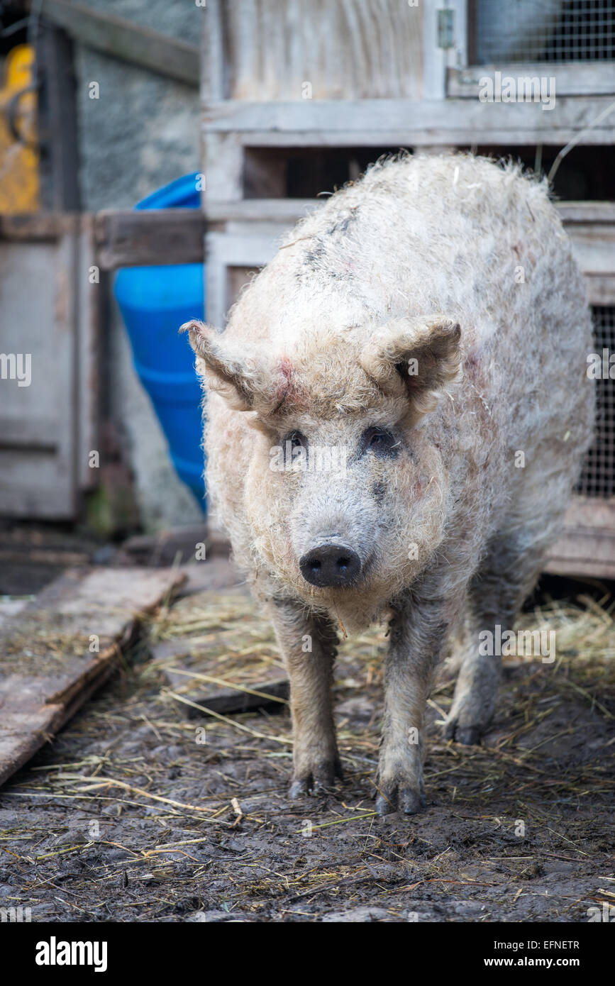 Mangalitsa hi-res stock photography and images - Alamy