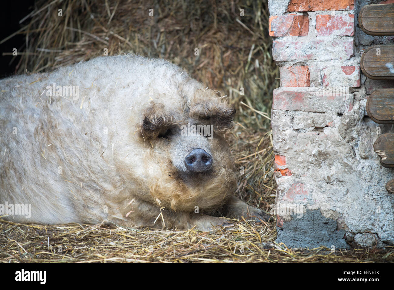 Mangalitsa pig, domestic pig, Hungary Stock Photo - Alamy