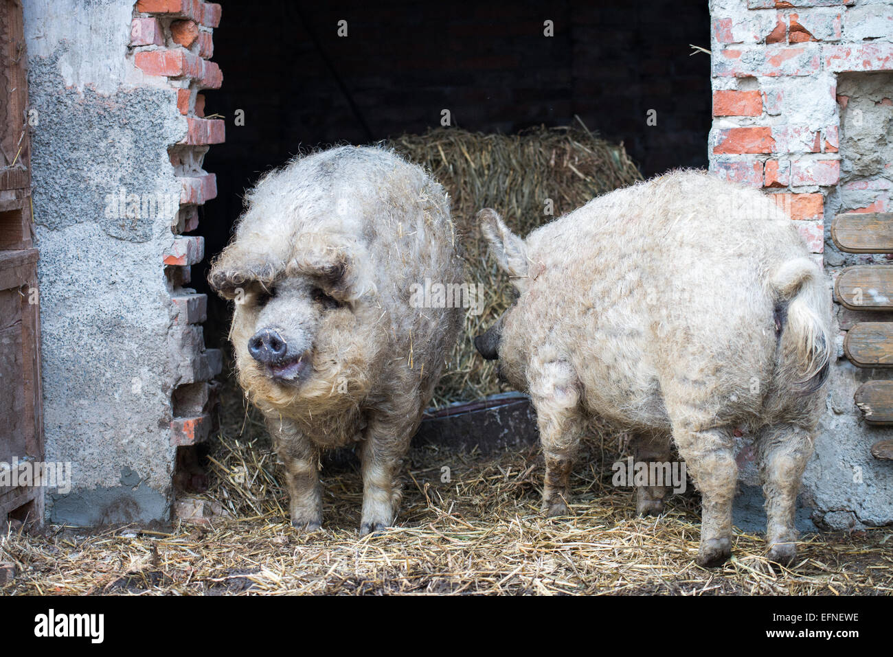 Mangalitsa pig, domestic pig, Hungary Stock Photo - Alamy