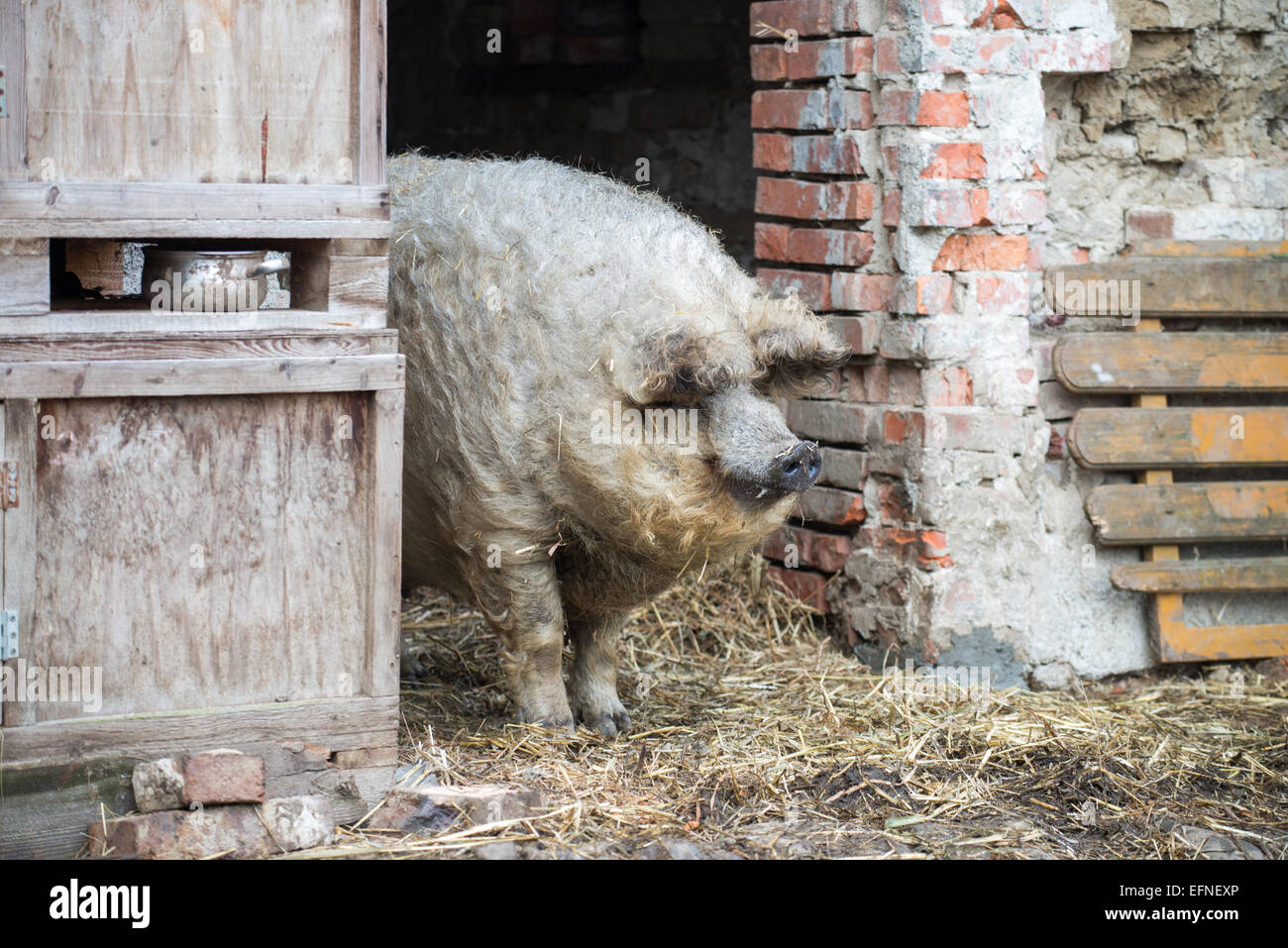 Swill pigs hi-res stock photography and images - Alamy