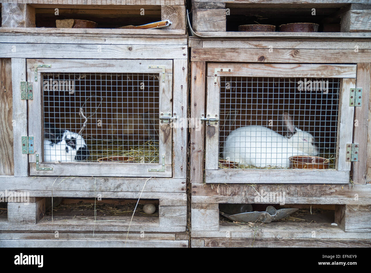 rabbit in the hutch, Czech farm, Moravia, Czech Republic Stock Photo ...
