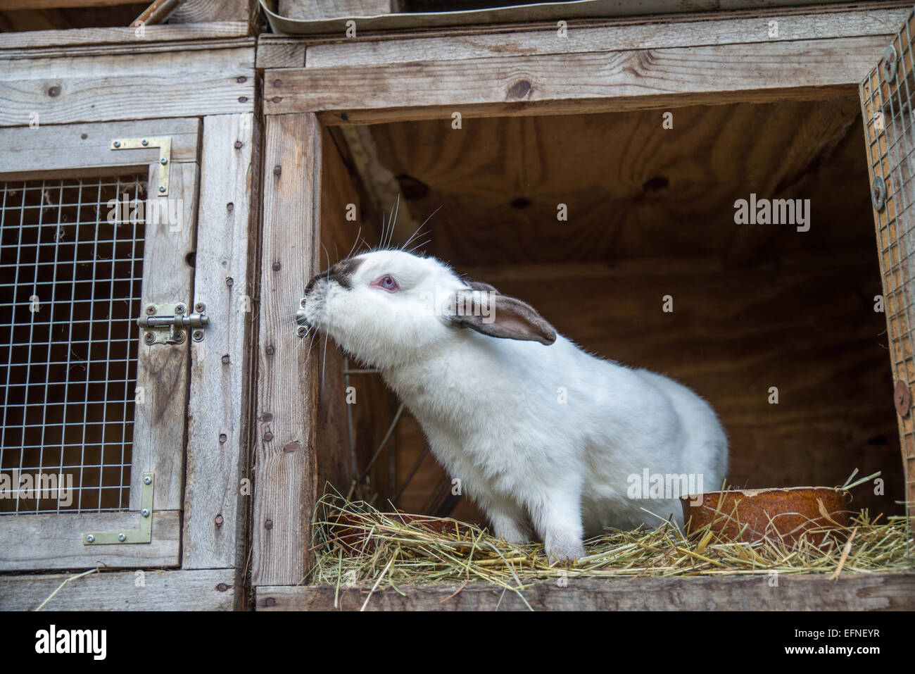 rabbit in the hutch, Czech farm, Moravia, Czech Republic Stock Photo ...