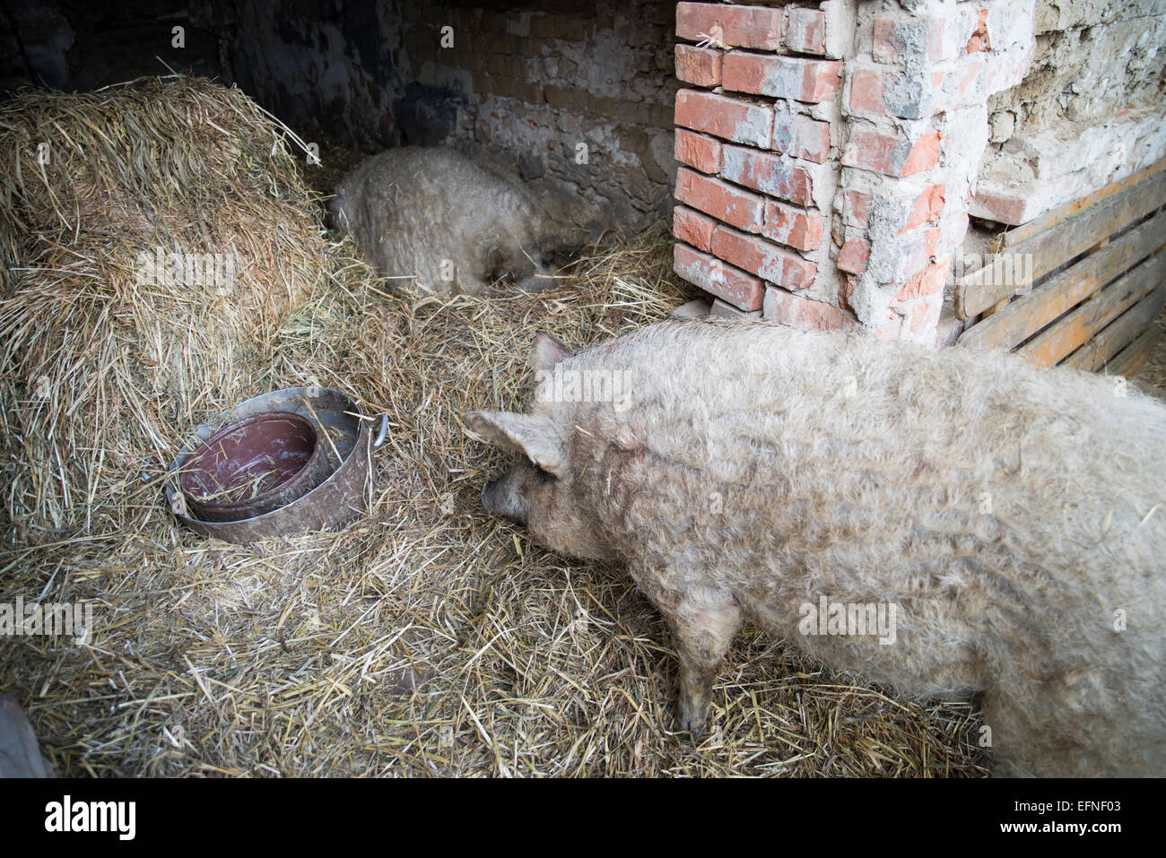 Pig swill hi-res stock photography and images - Alamy