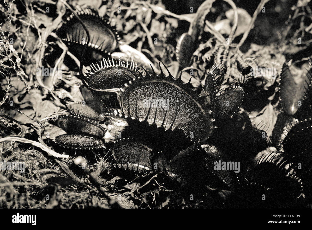 Venus fly trap in ultraviolet flash photography Stock Photo - Alamy