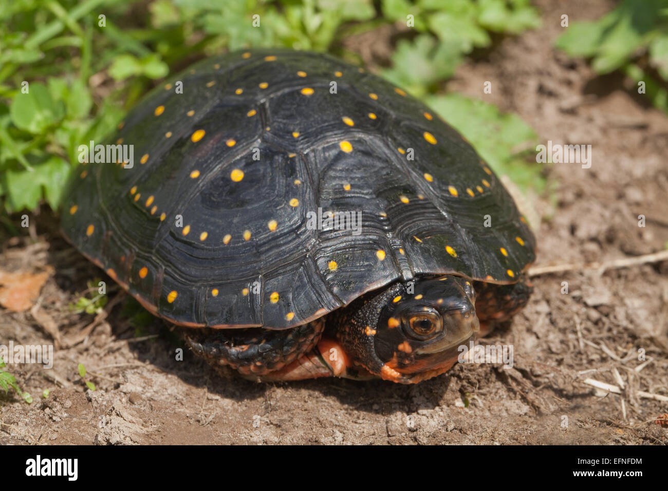 North American Spotted Turtle (Clemmys guttata Stock Photo - Alamy
