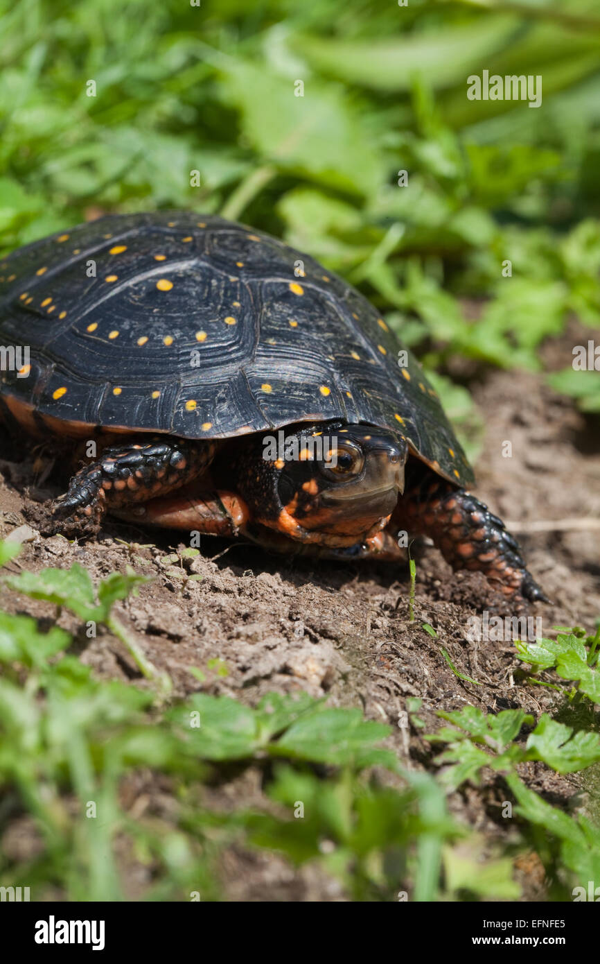 North American Spotted Turtle (Clemmys guttata Stock Photo - Alamy