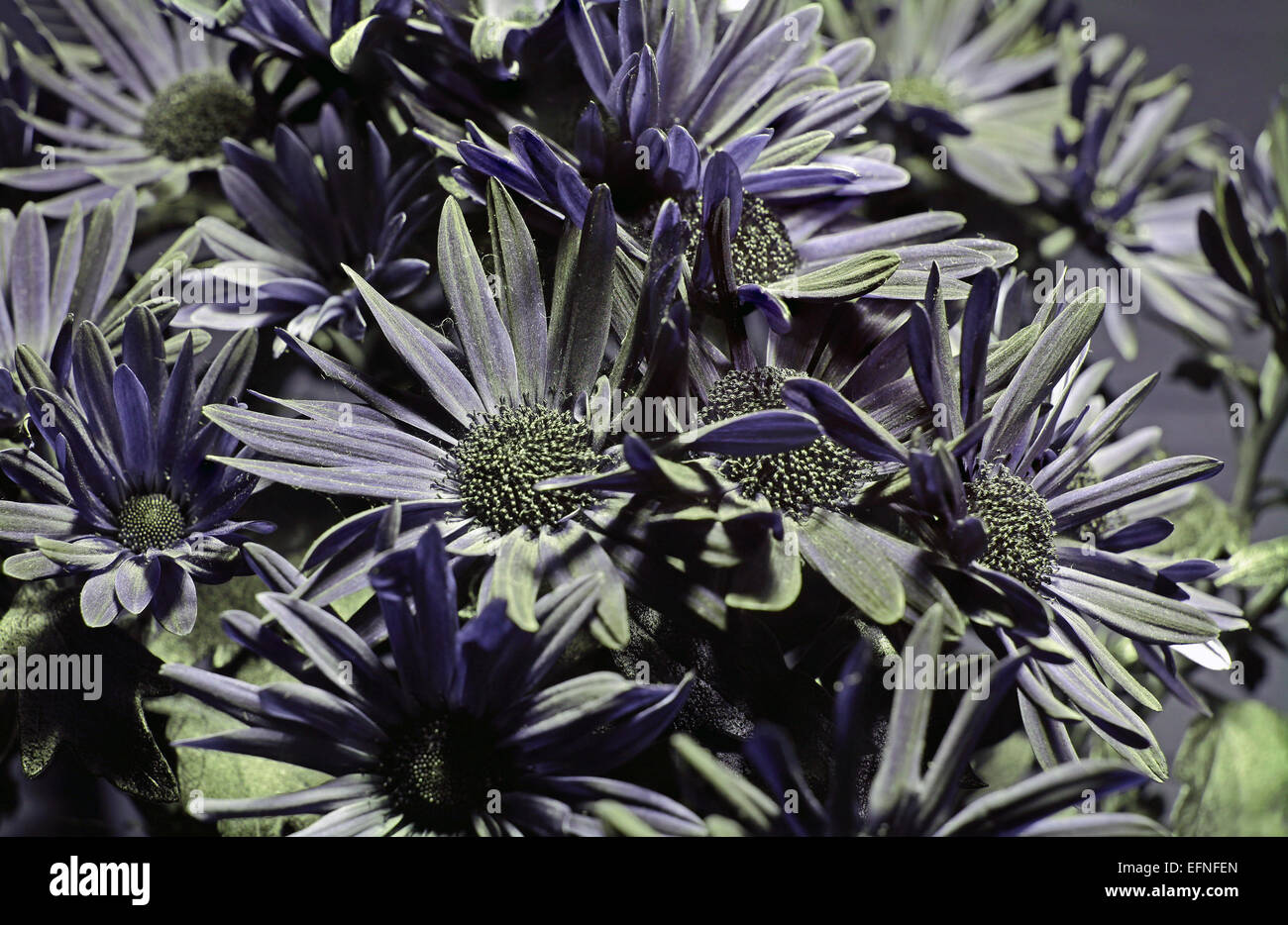 Flowers in ultraviolet Stock Photo - Alamy