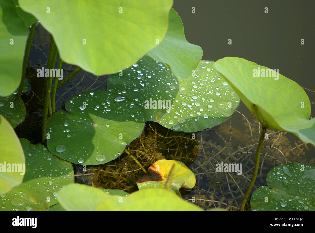 Lotusblaetter in einem Teich, Wassertropfen, Lotuseffekt Stock Photo ...