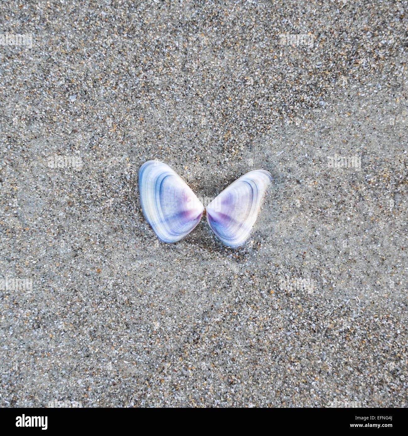 Cockle Seashells on the Beach Stock Photo - Alamy