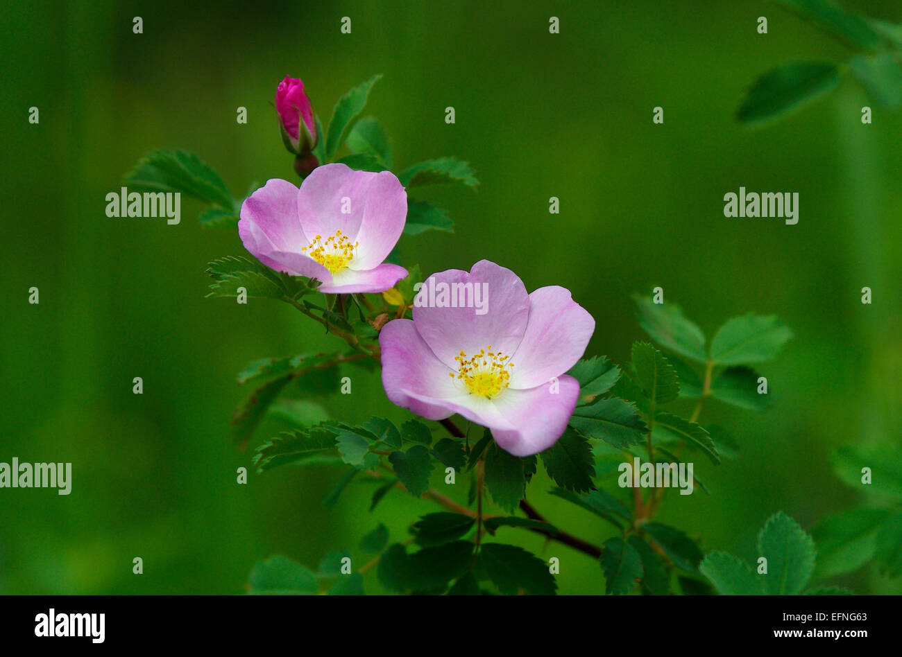 Wild roses in Yellowstone National Park, United States Stock Photo - Alamy