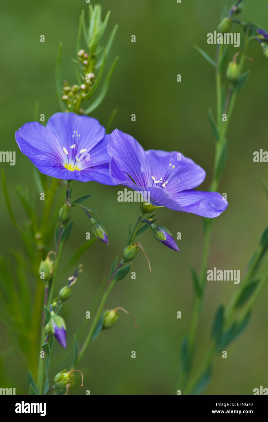 Wild Blue Flax wildflowers in the Rocky Mountains, Colorado, United ...