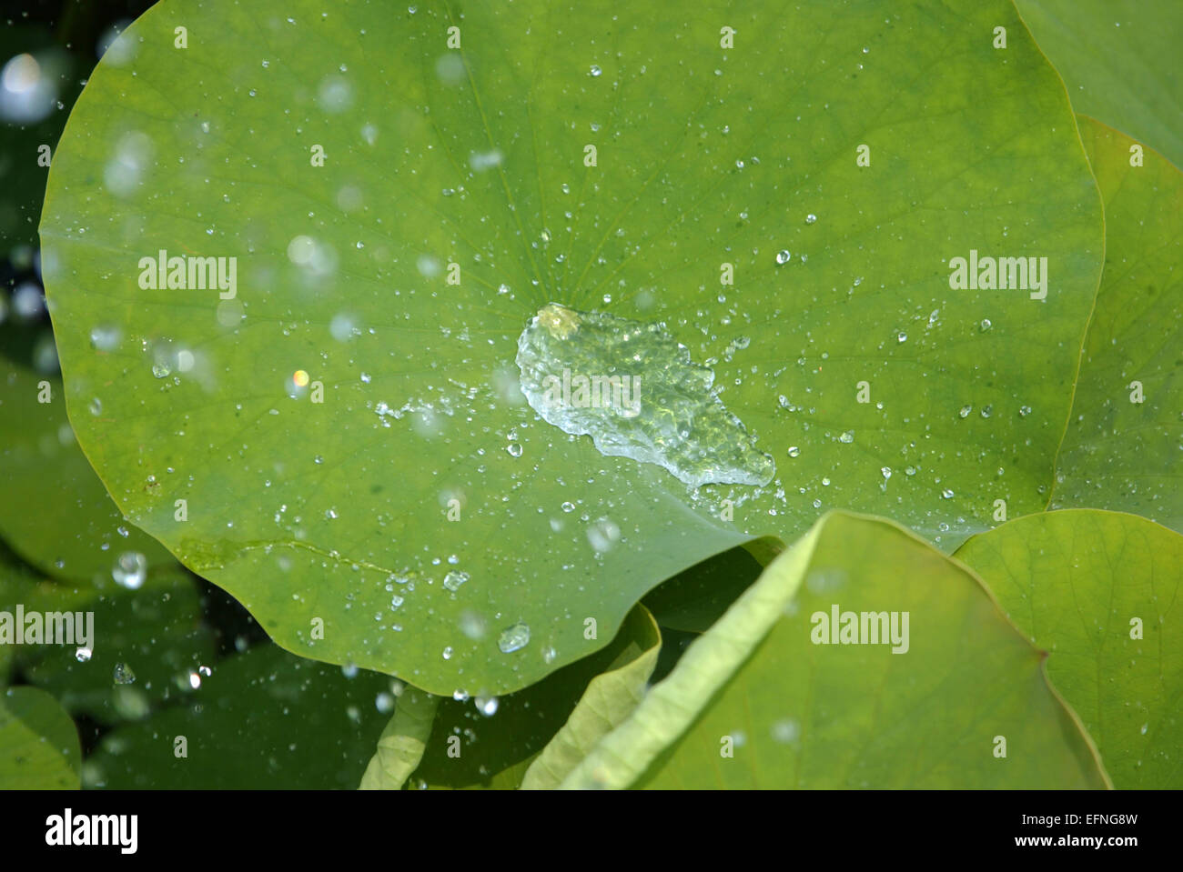 Lotusblaetter in einem Teich, Wassertropfen, Lotuseffekt Stock Photo ...