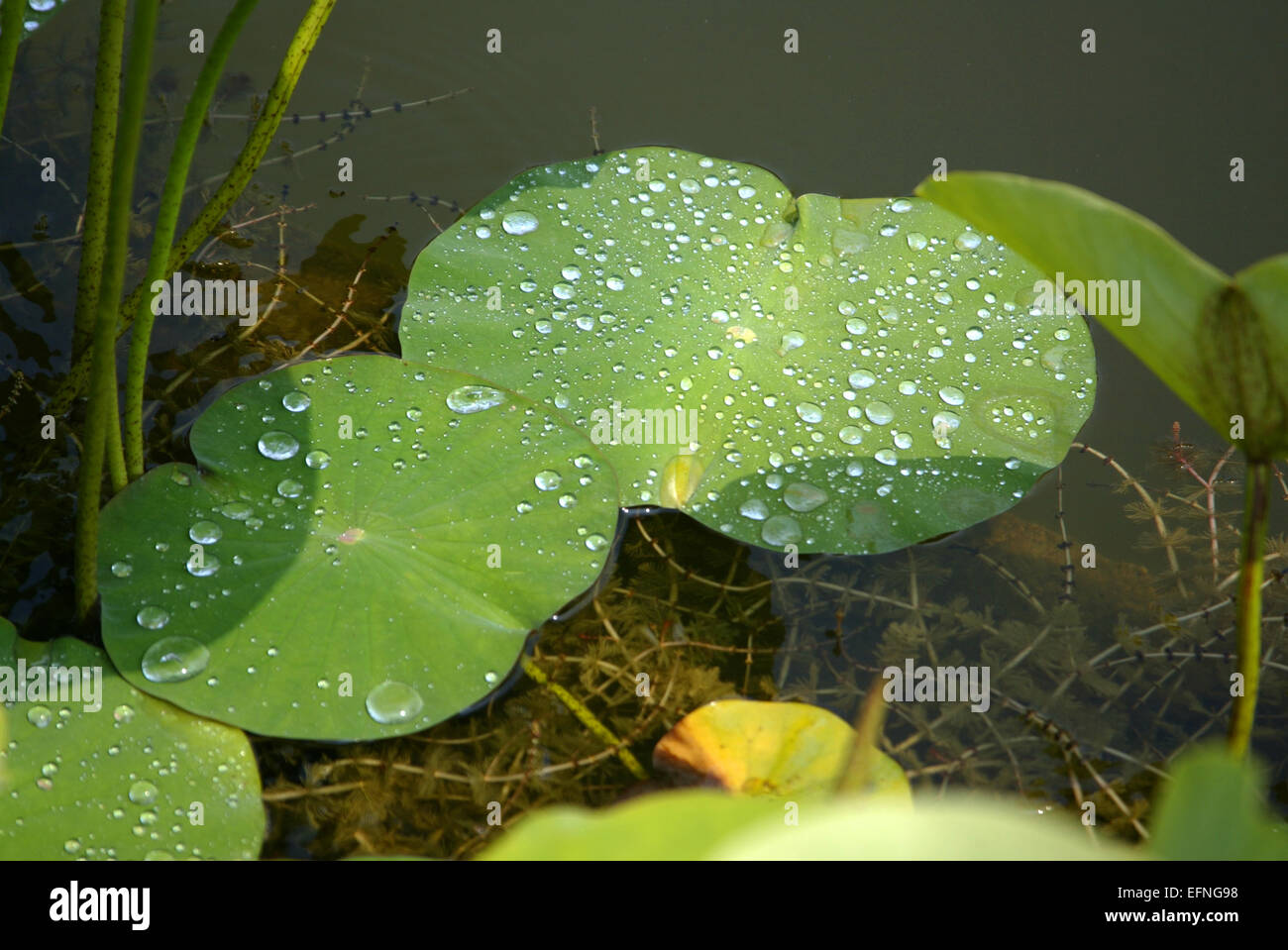 Lotusblaetter hi-res stock photography and images - Alamy
