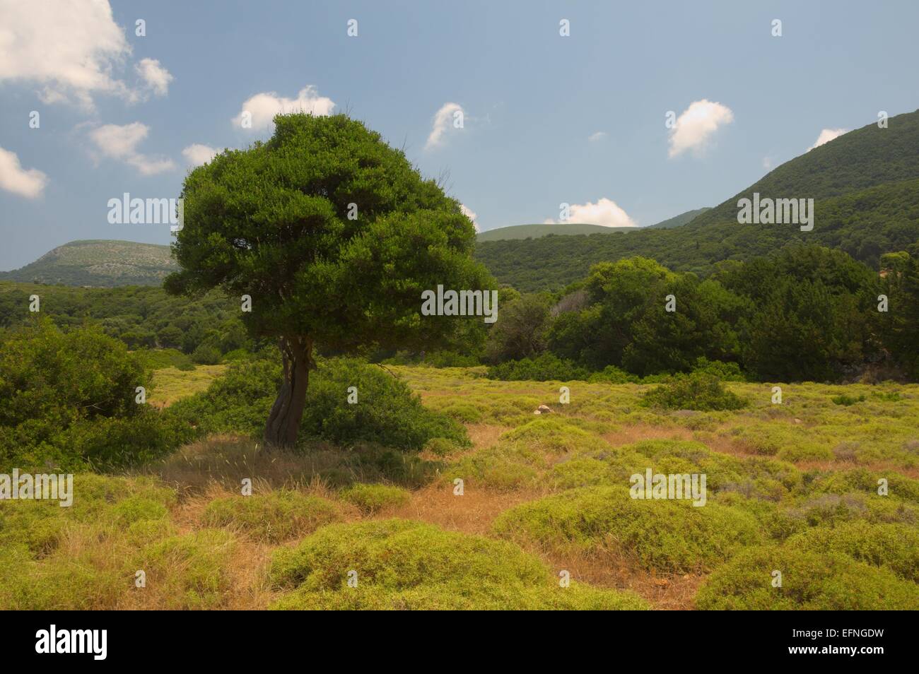 Vegetation green greece hi-res stock photography and images - Alamy