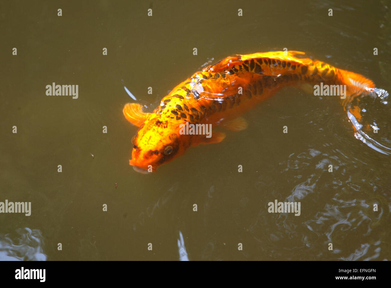 Koi karpfen hi-res stock photography and images - Alamy