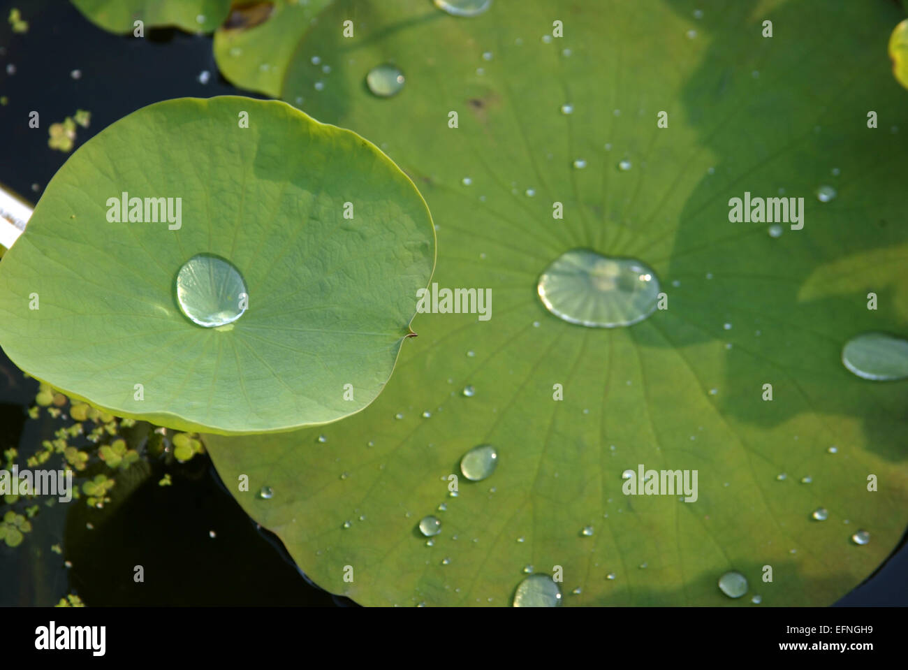 Lotusblaetter hi-res stock photography and images - Alamy