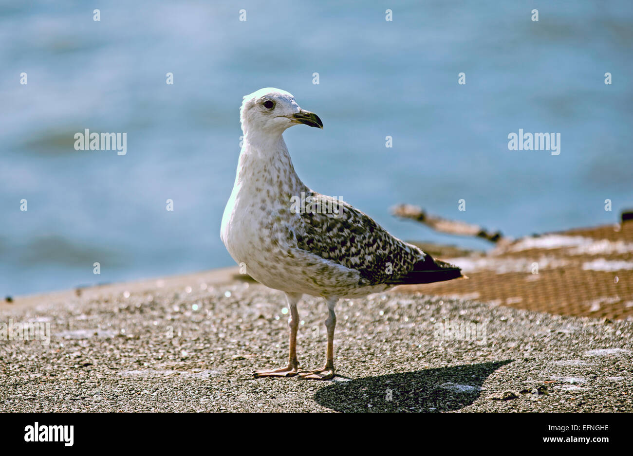 The European Herring Gull is a large Gull Stock Photo - Alamy