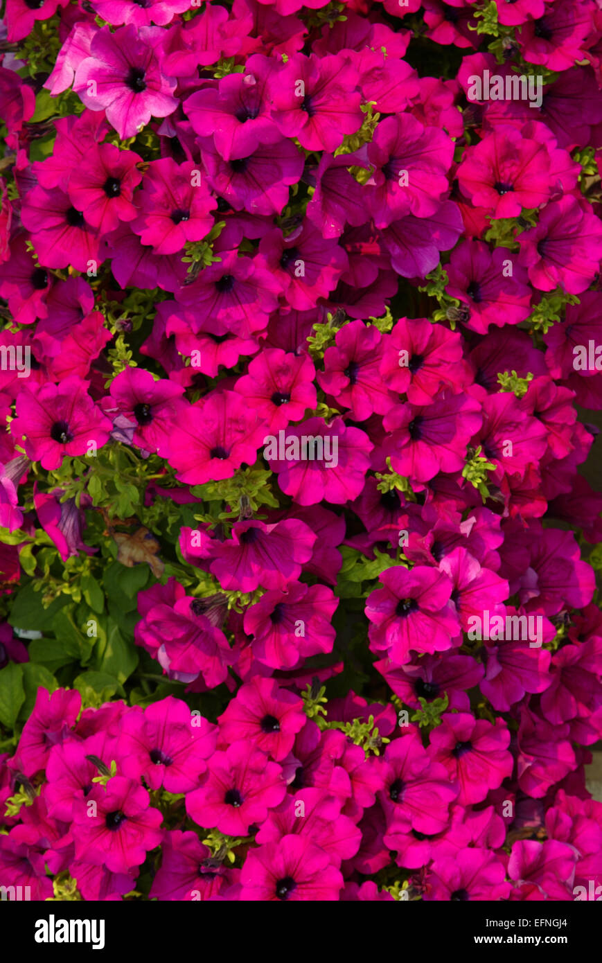 Balkonblumen, Gartenblumen, Petunien, Petunia-Hybriden Stock Photo - Alamy