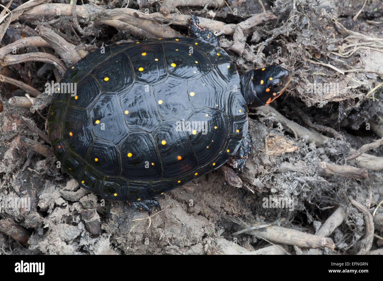 North American Spotted Turtle (Clemmys guttata Stock Photo - Alamy