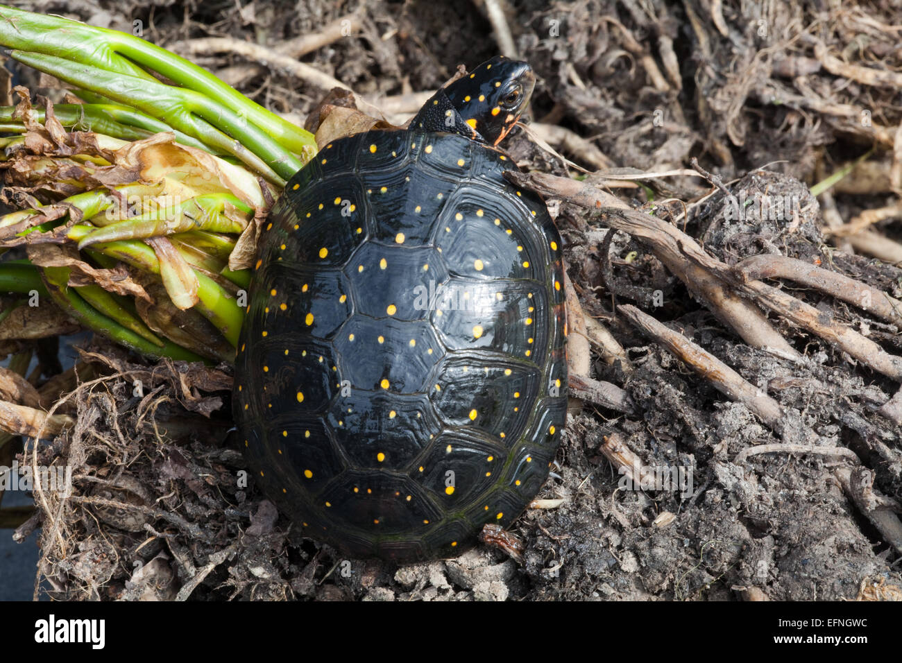 North American Spotted Turtle (Clemmys guttata Stock Photo - Alamy