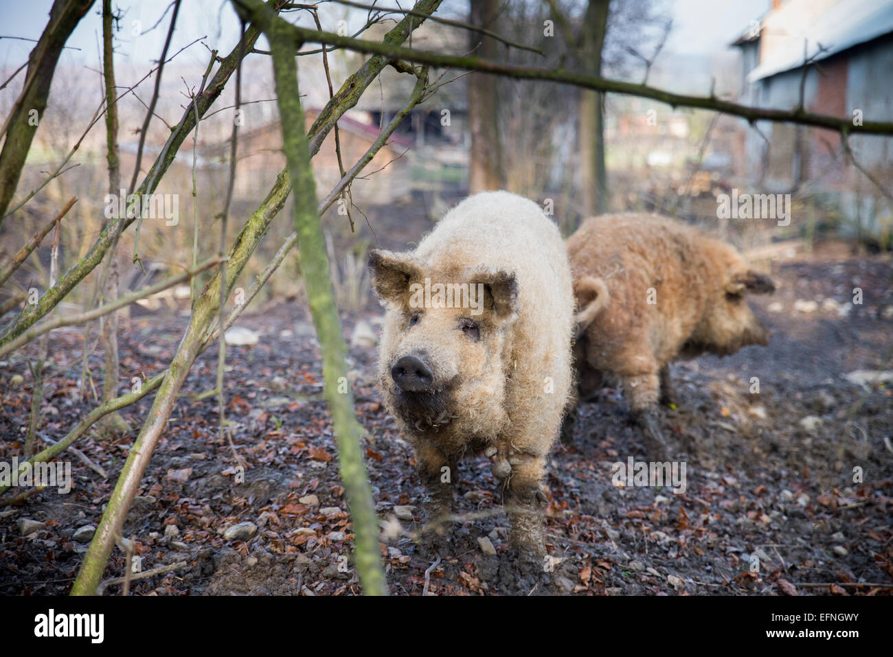 Pig swill hi-res stock photography and images - Alamy
